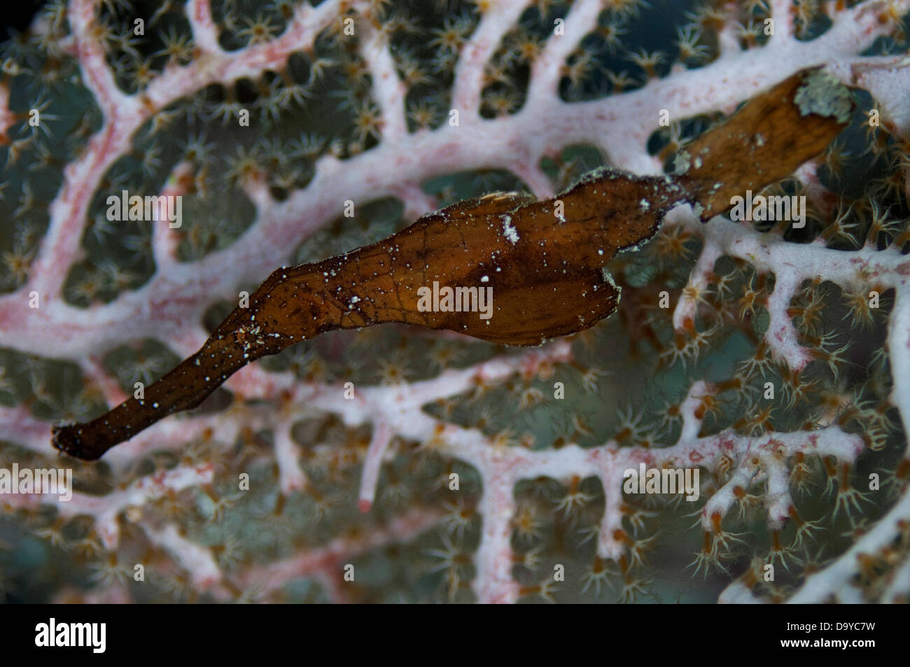 Robust Ghost Pipefish (Solenostomus cyanopterus) underwater, South Male ...