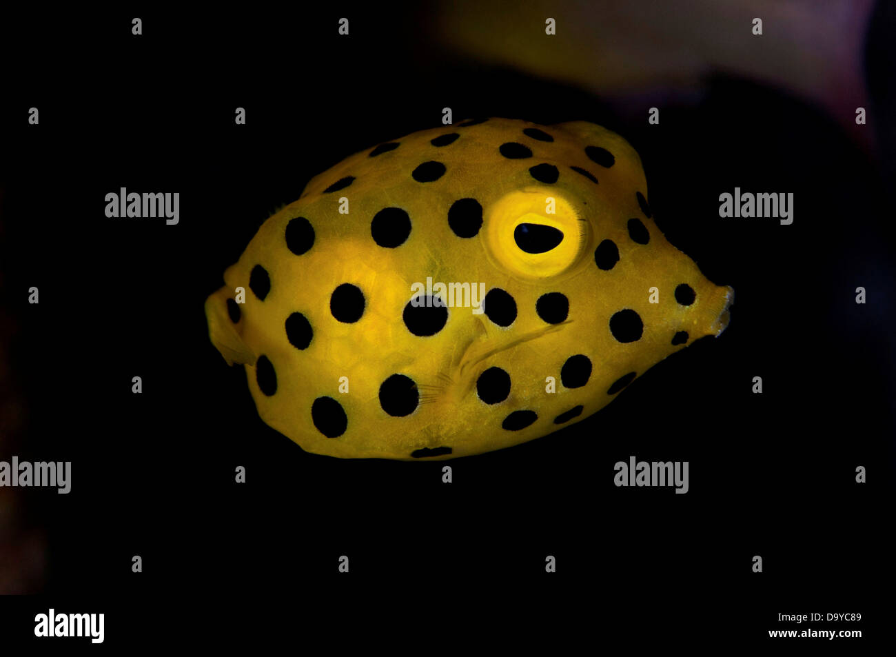 Juvenile Yellow boxfish (Ostracion cubicus) swimming underwater, South ...