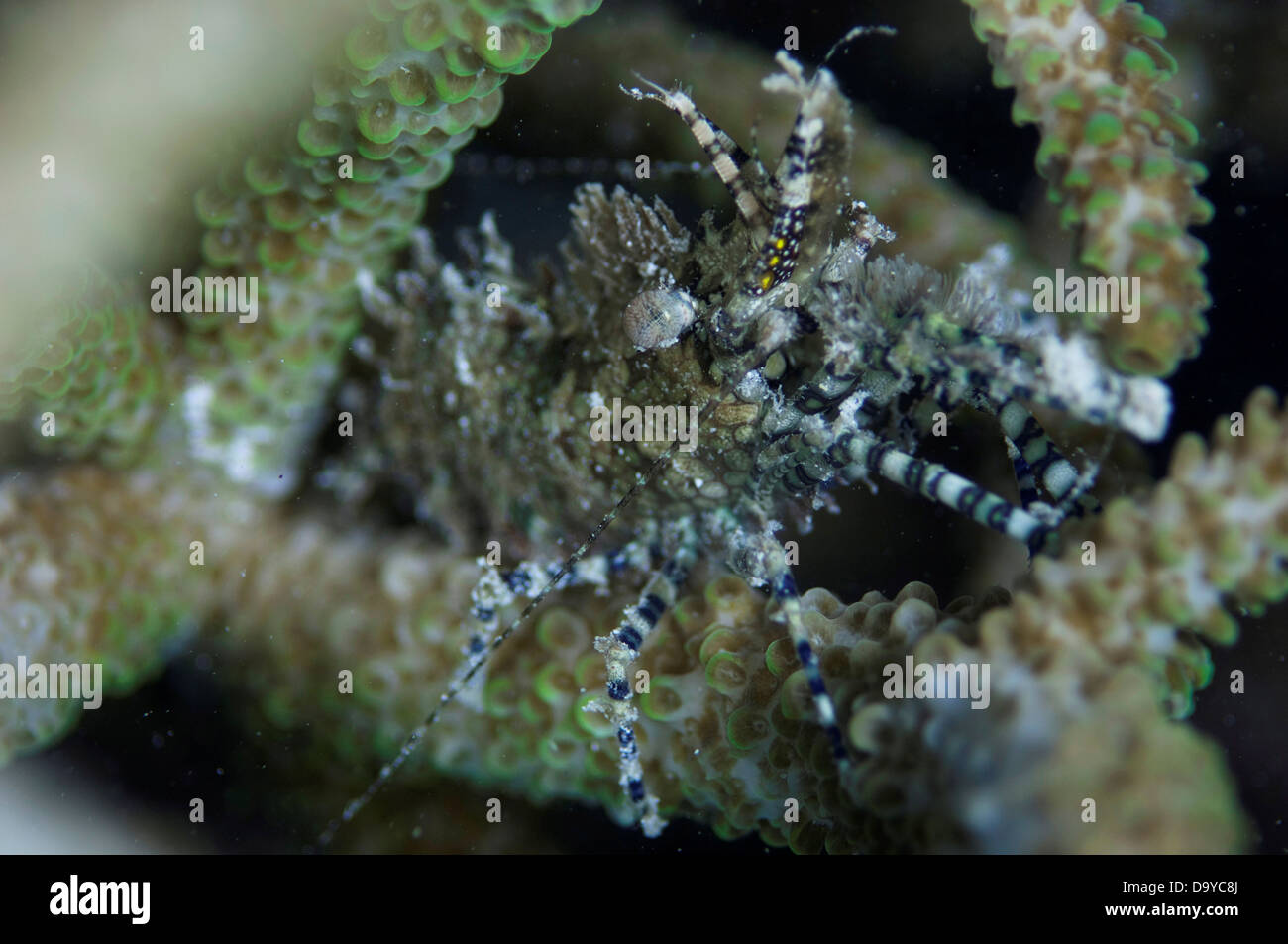 Common Marble shrimp (Saron Marmoratus) resting on branching coral ...