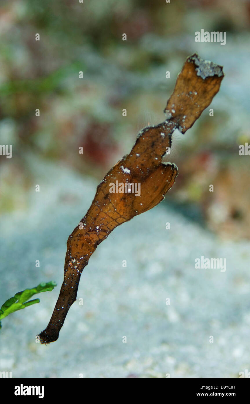Robust Ghost Pipefish (Solenostomus cyanopterus) underwater, South Male ...