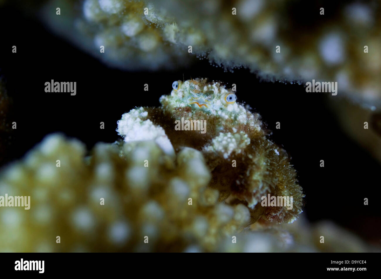 Furry crab hi-res stock photography and images - Alamy