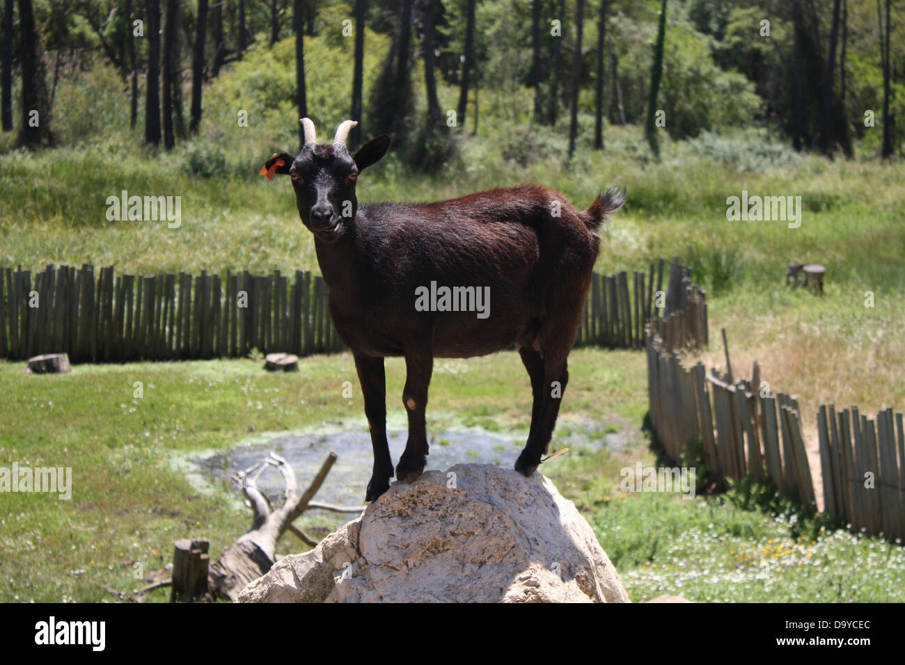 A goat posing for the camera! Stock Photo - Alamy