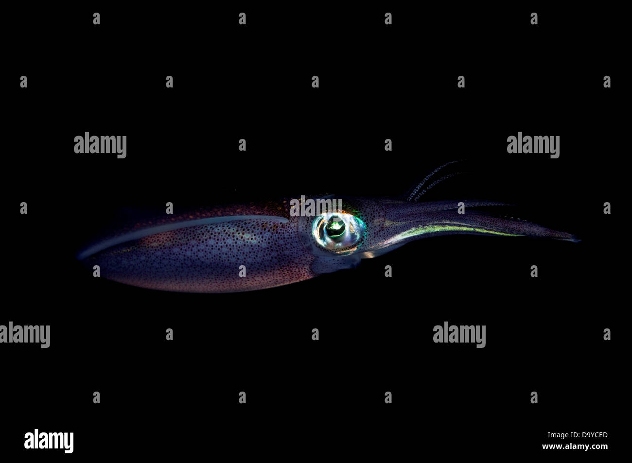 Squid south male atoll hi-res stock photography and images - Alamy