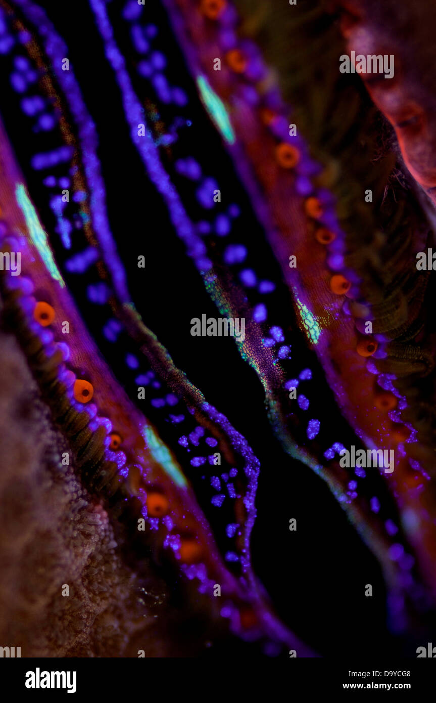 Most endangered clam species hi-res stock photography and images - Alamy