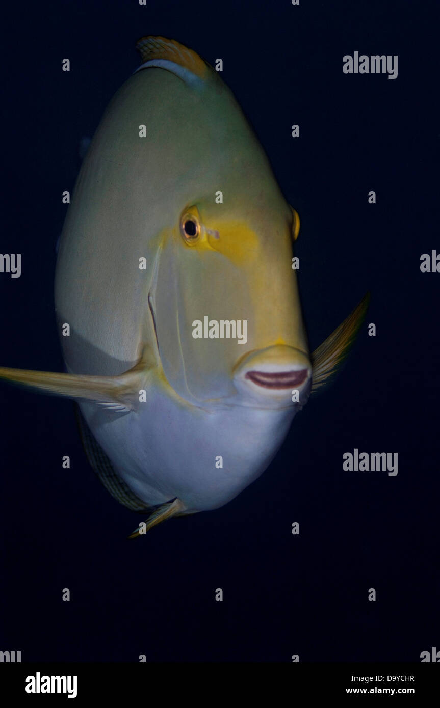 Yellowfin surgeon hi-res stock photography and images - Alamy