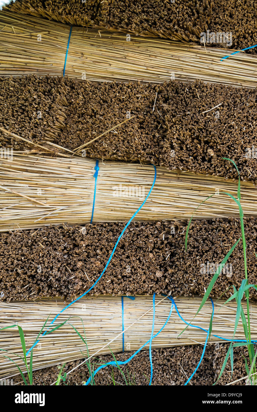 Phragmites, Norfolk Reed, bundled and stacked ready for transportation ...