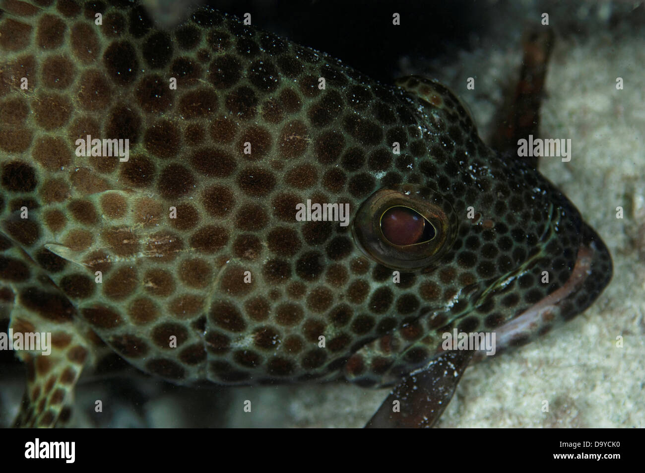 Close-up of Honeycomb grouper (Epinephelus merra) with pipefish in its ...