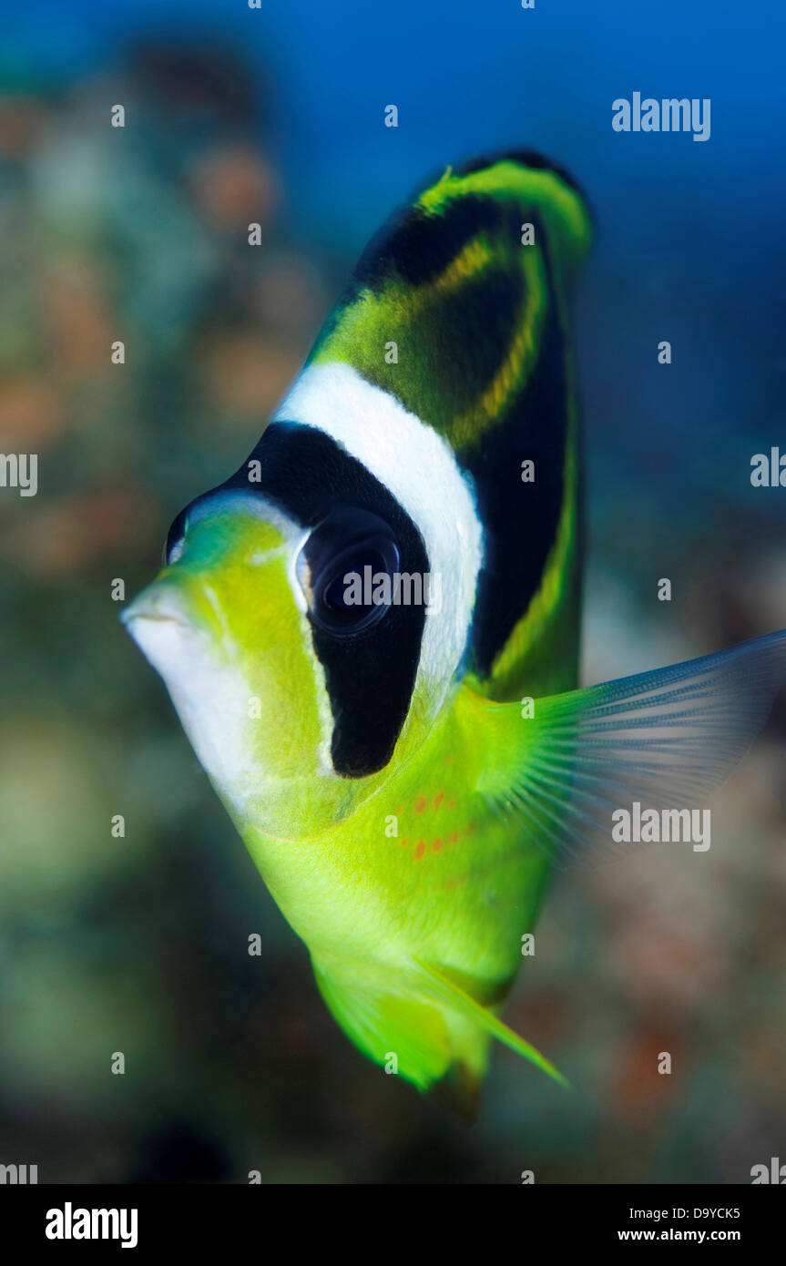 Chaetodon lunula raccoon butterflyfish hi-res stock photography and ...