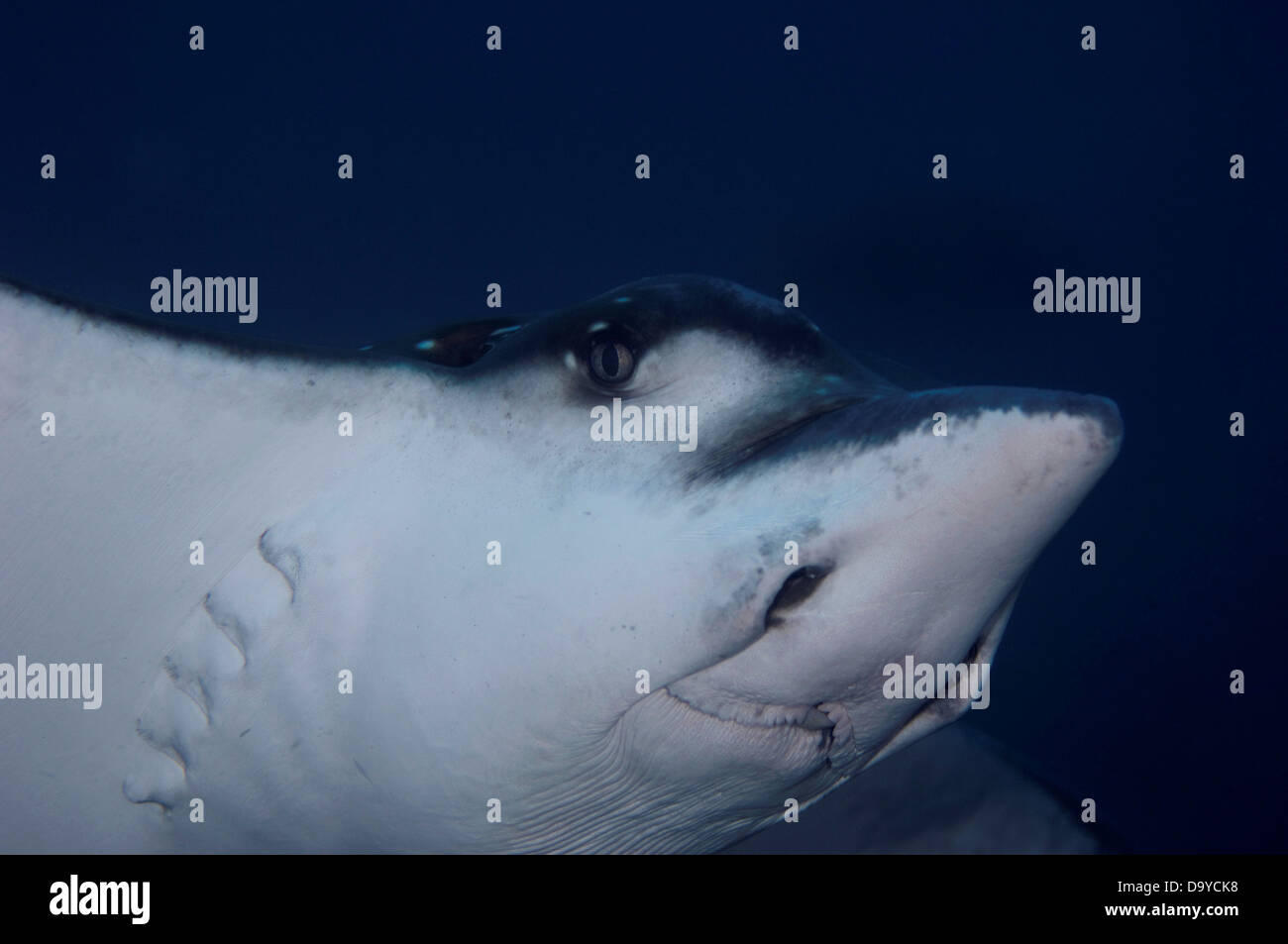 Duckbill Ray Drawings