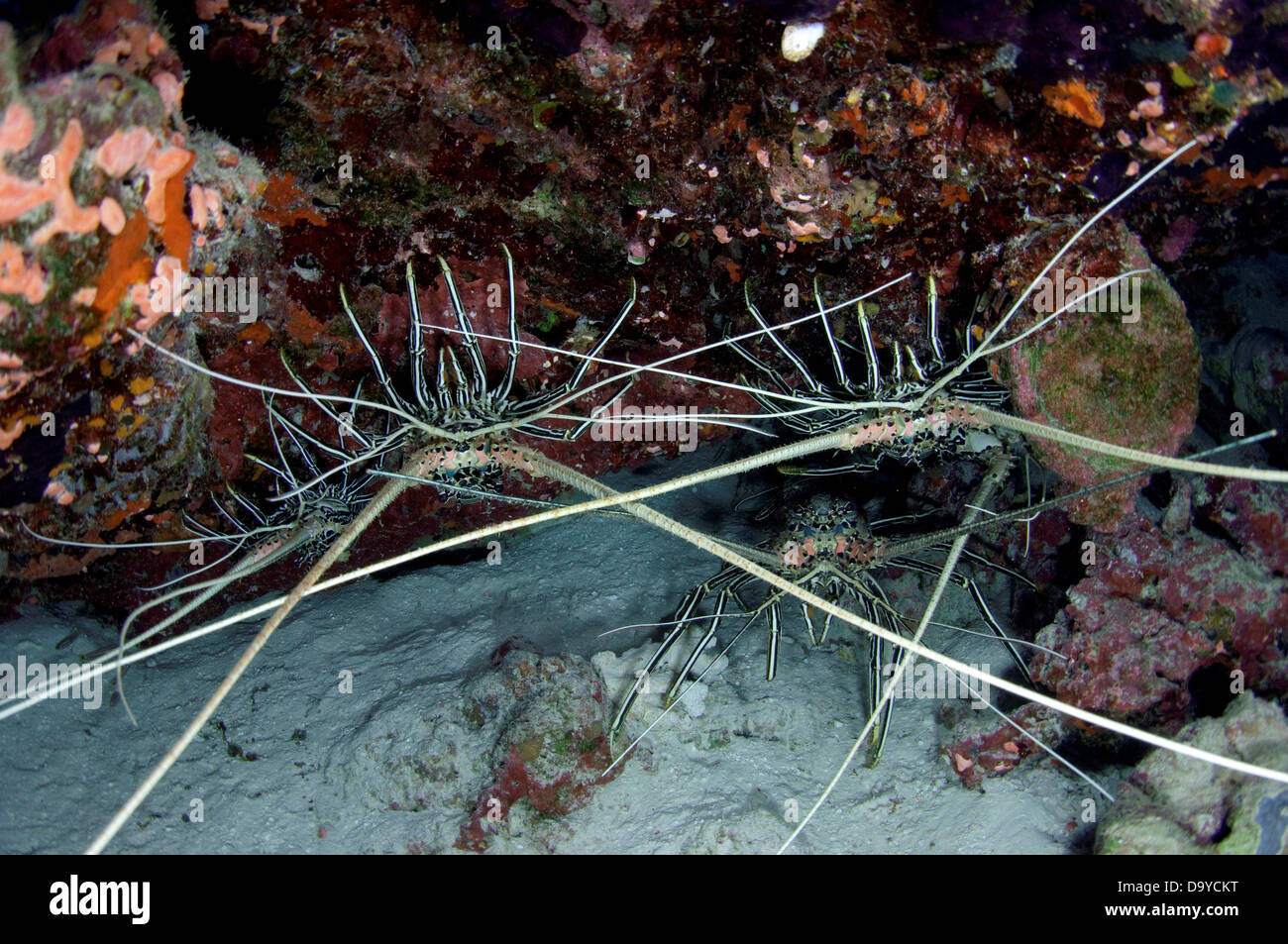 Painted Spiny Lobsters (Panulirus versicolor) under coral reef, Gaafu ...