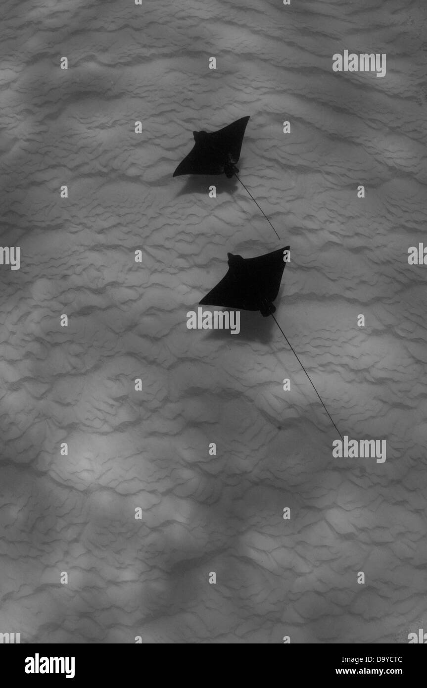 Aerial view of a pair of Spotted Eagle Rays (Aetobatus narinari ...