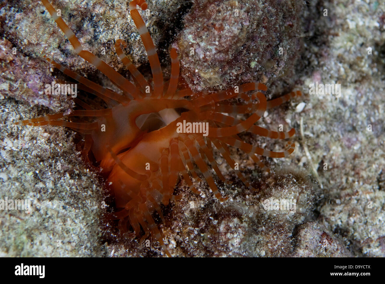 Juvenile Electric clam (Bivalvia Sp.) in rock crevice, Gaafu Alifu ...