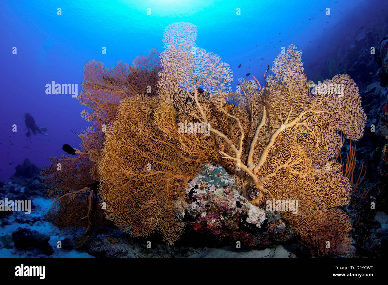 Gorgonian coral (Subergorgia sp.) sea fan with scuba diver in ...