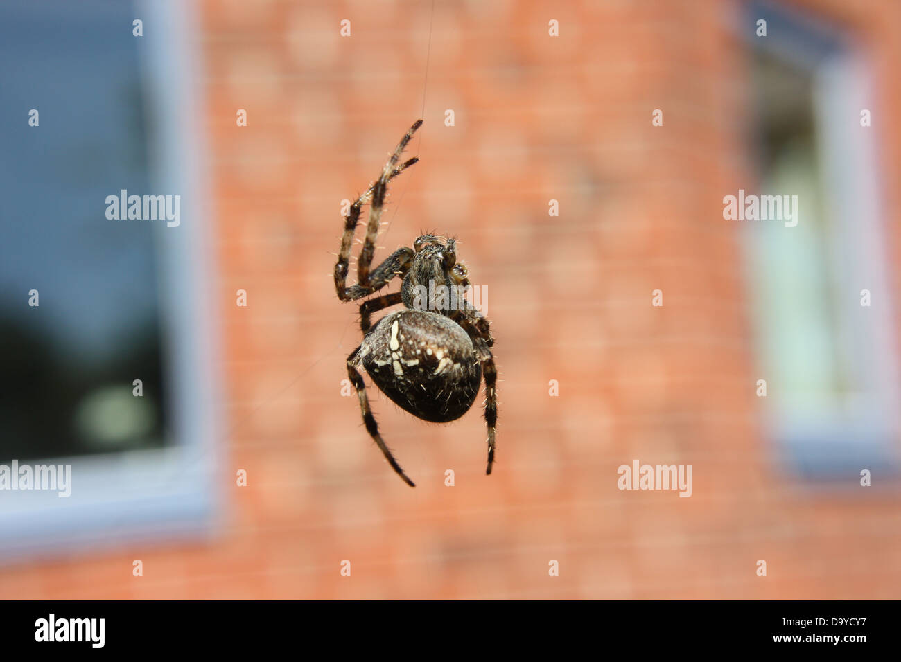 Spider spinning a web hi-res stock photography and images - Alamy