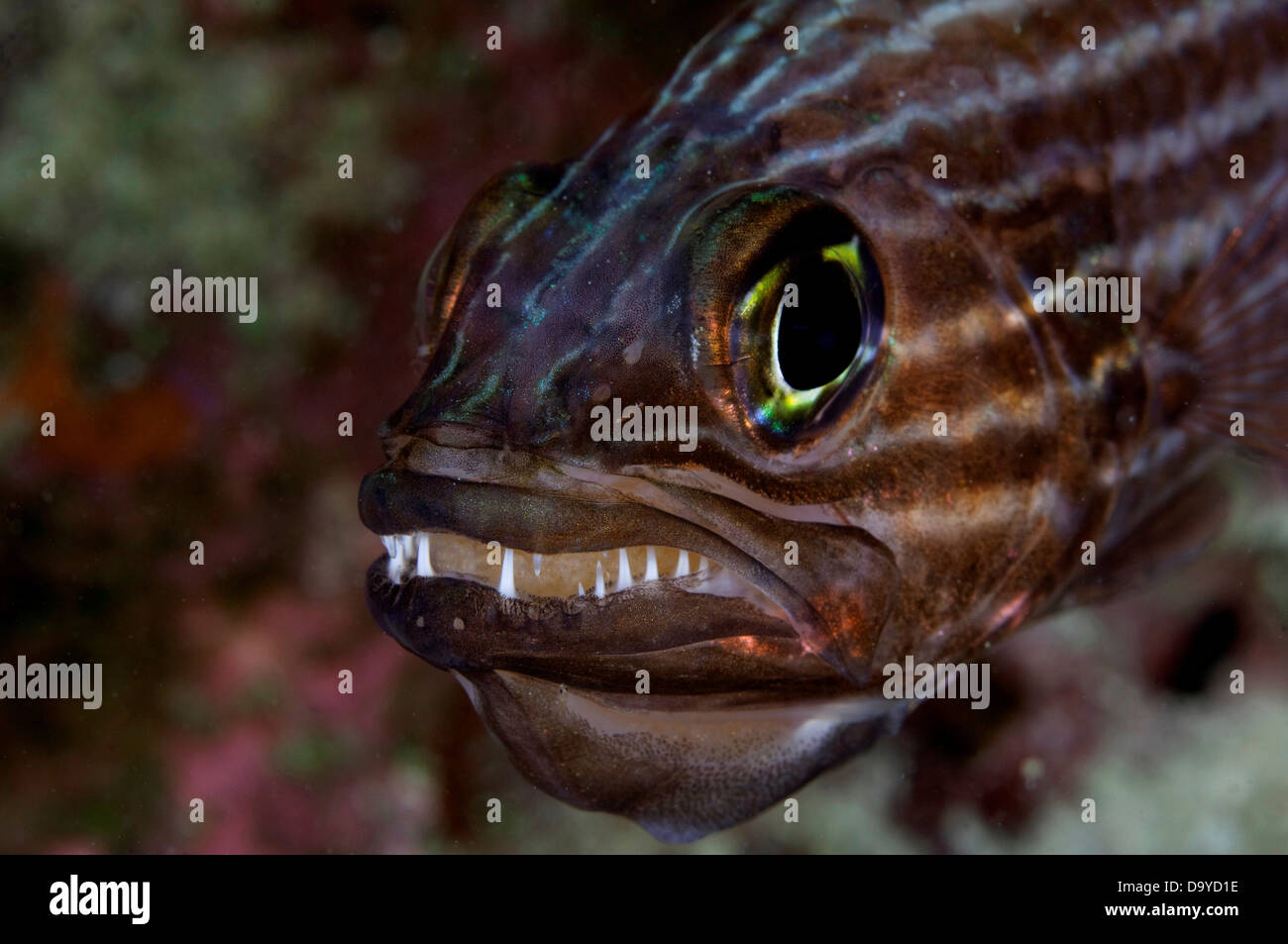 Tiger cardinalfish (Cheilodipterus macrodon) with brood in mouth, Gaafu ...