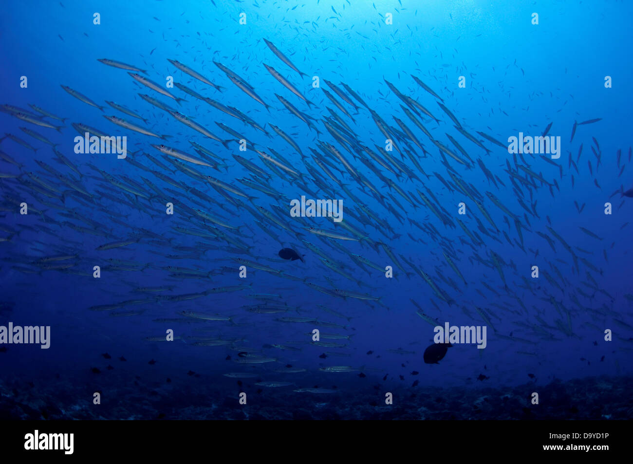 Bigeye barracuda (Sphyraena forsteri) swimming in a large school above ...
