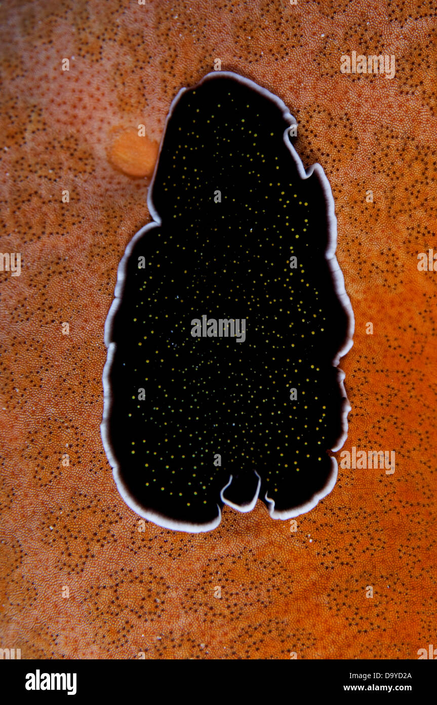 Yellow spotted flatworm (Thysanozoon nigropapillosum) from above on ...