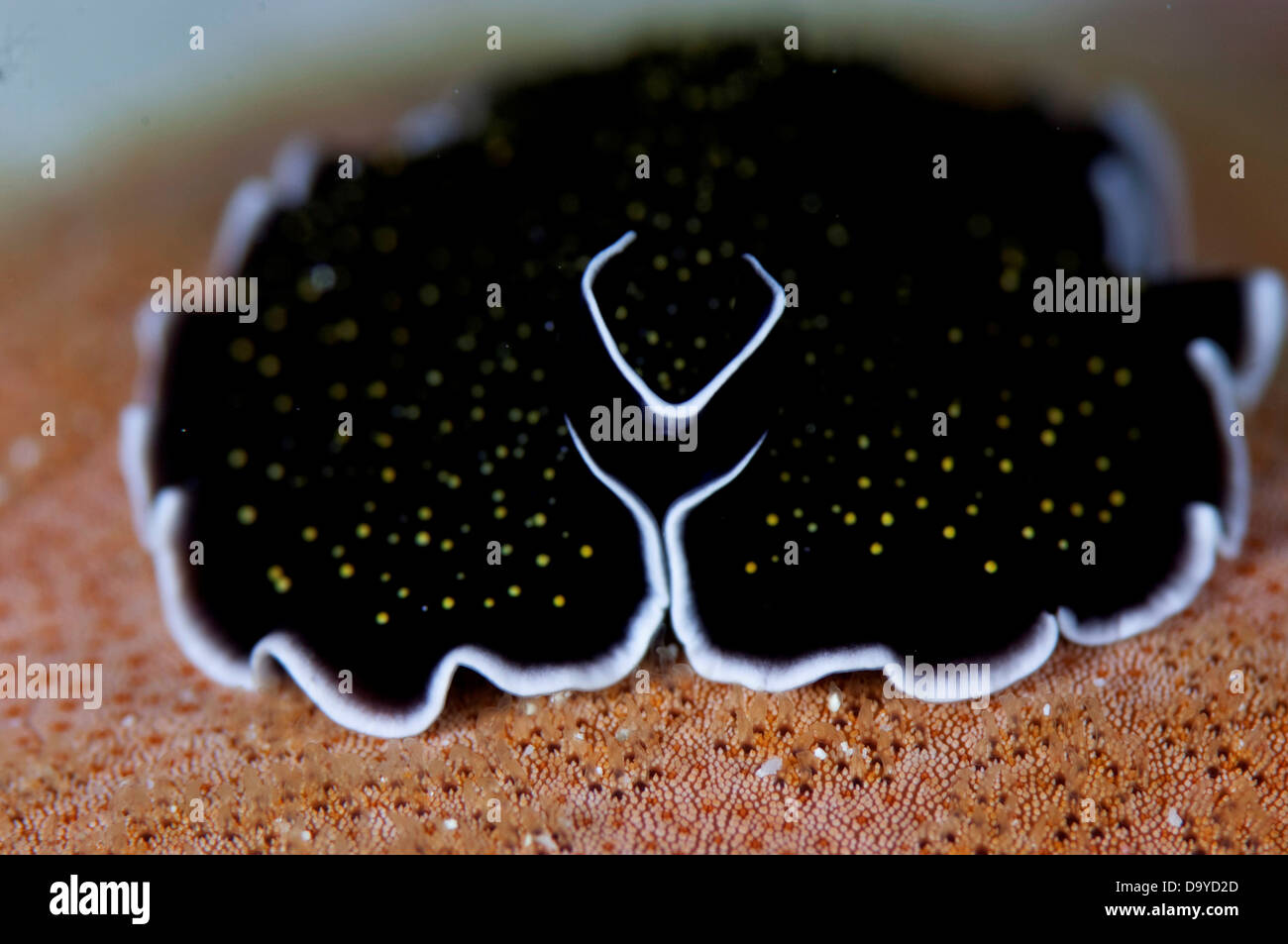 Thysanozoon nigropapillosum hi-res stock photography and images - Alamy