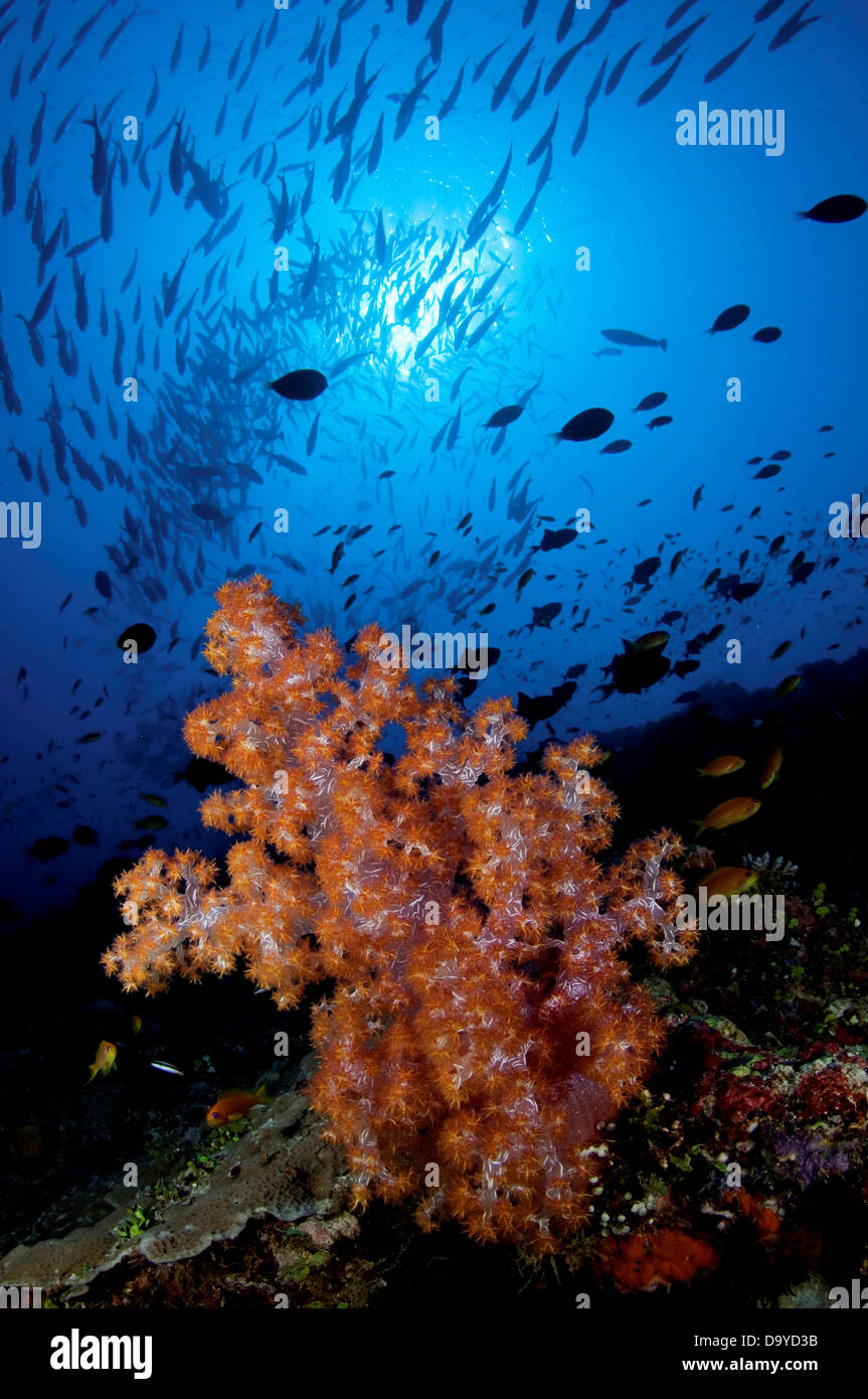 Soft coral (Dendronephthya sp.) on reef with school of fish in ...
