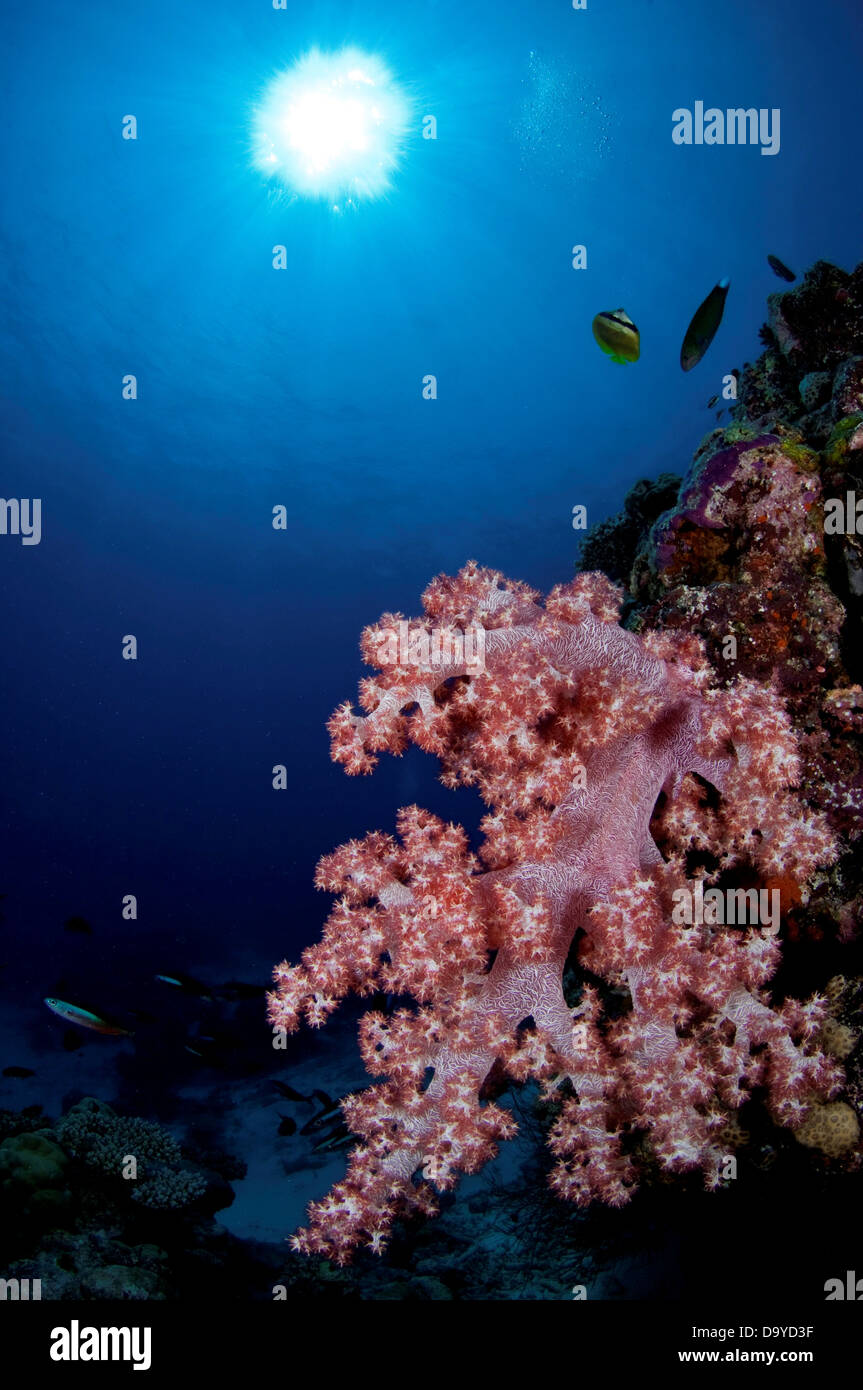 Pink Dendronephthya soft coral with sunburst in background, Vaavu Atoll ...