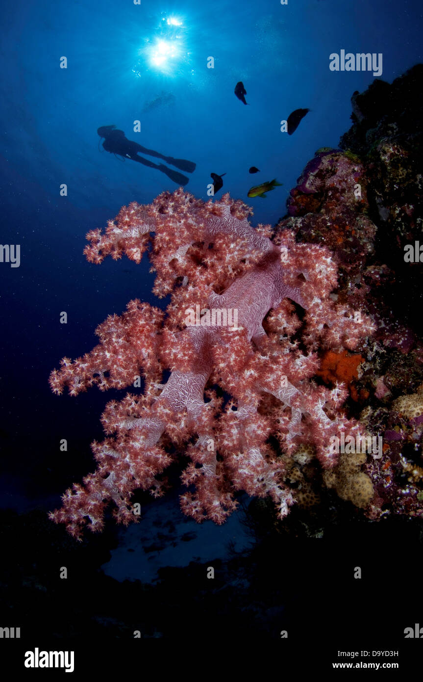 Pink Dendronephthya soft coral with silhouette of scuba diver and ...