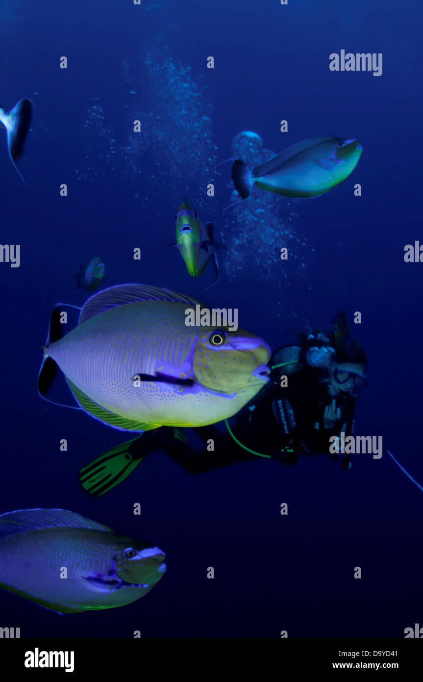 Scuba diver with school of Bignose unicornfish (Naso vlamingii), Vaavu ...