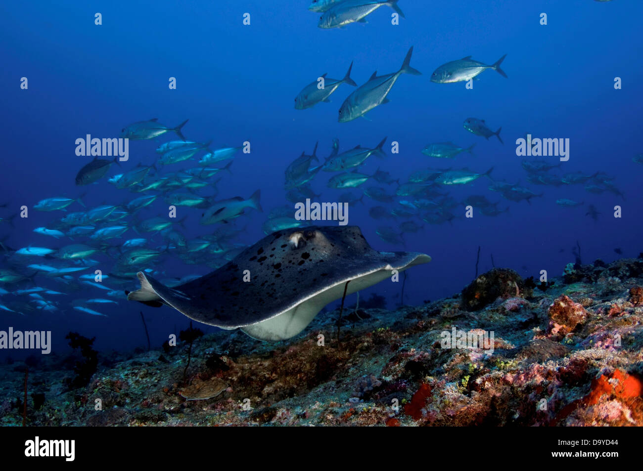 Marble stingray hi-res stock photography and images - Alamy