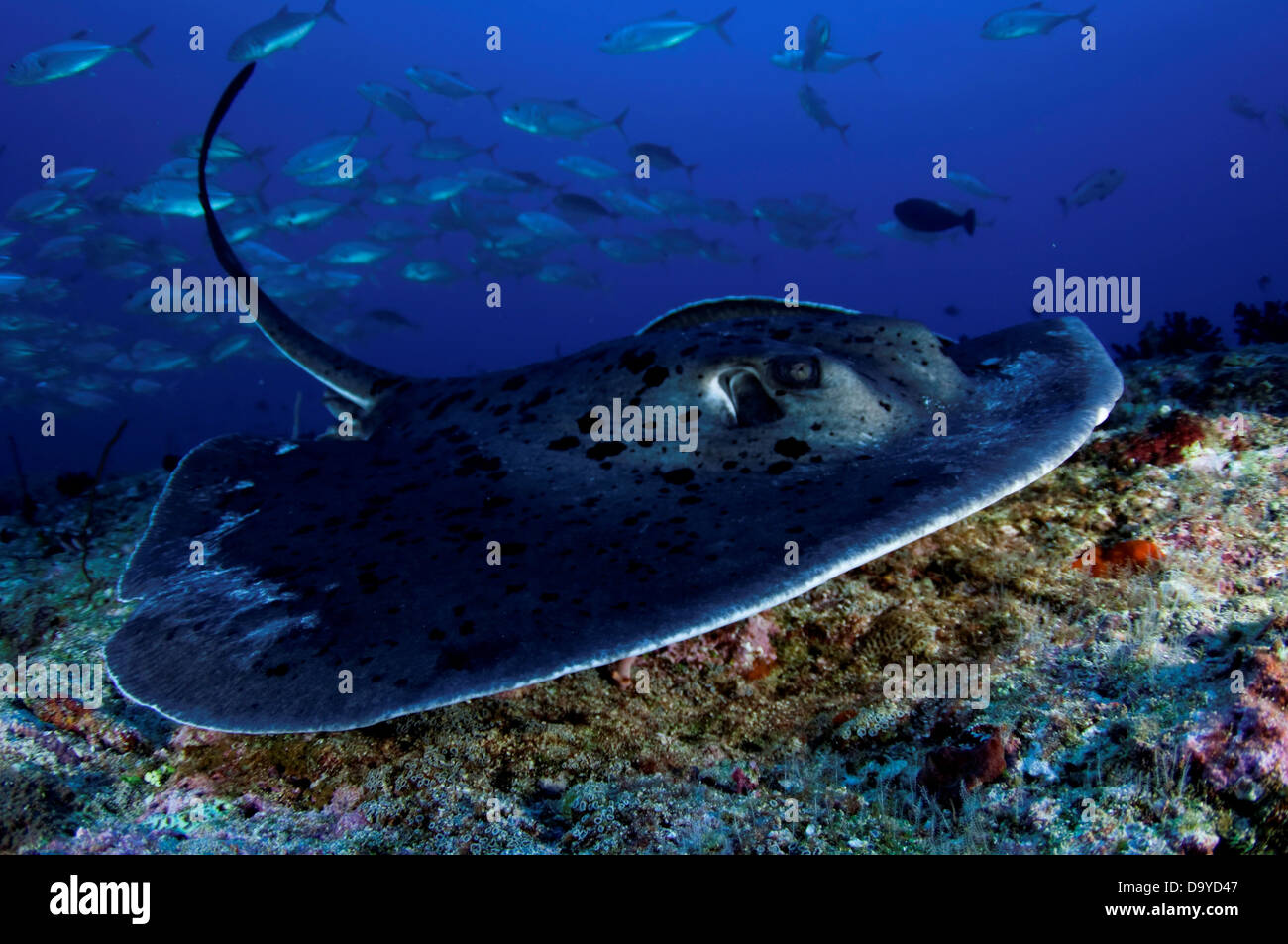 Blotched fantail ray taeniura meyeni hi-res stock photography and ...