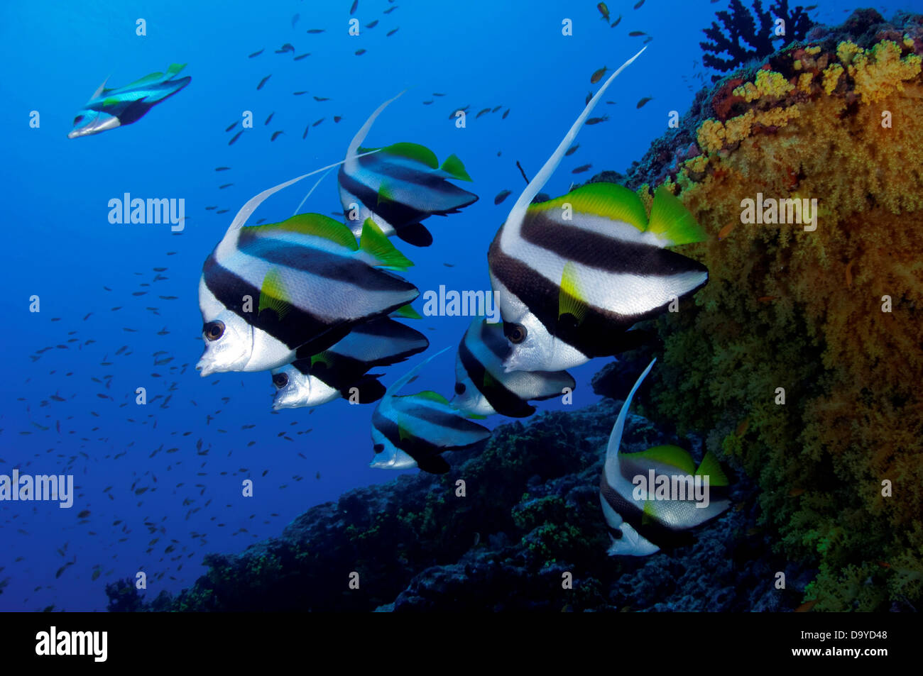 School of Longfin bannerfish (Heniochus acuminatus) on reef, Meemu ...