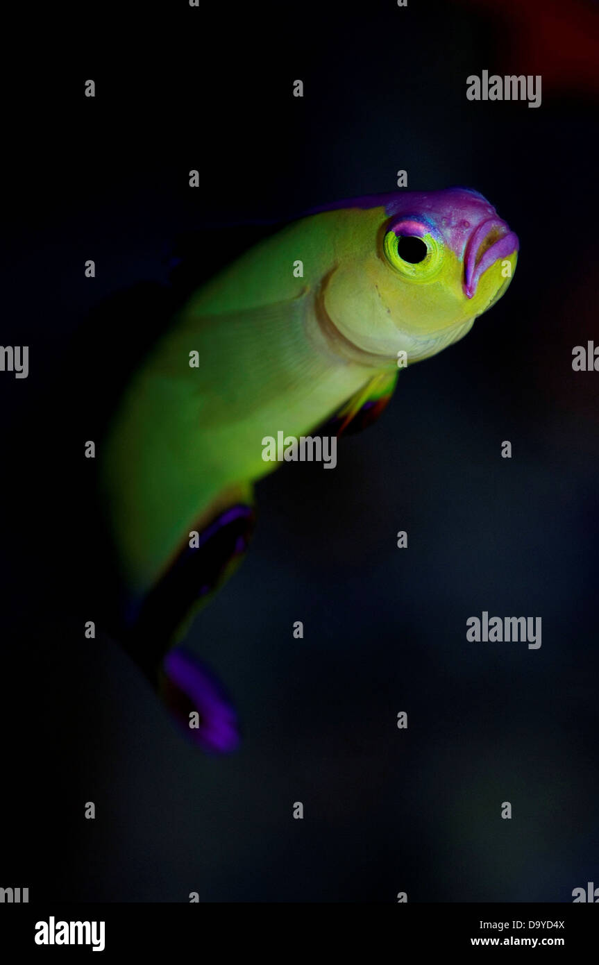 Elegant firefish hi-res stock photography and images - Alamy