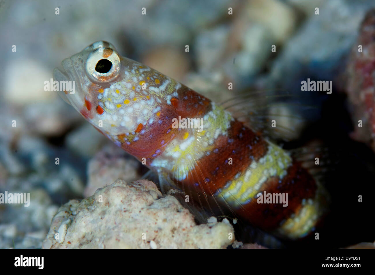 Wheeler's shrimp goby (Amblyeleotris wheeleri) in burrow, Vaavu Atoll ...