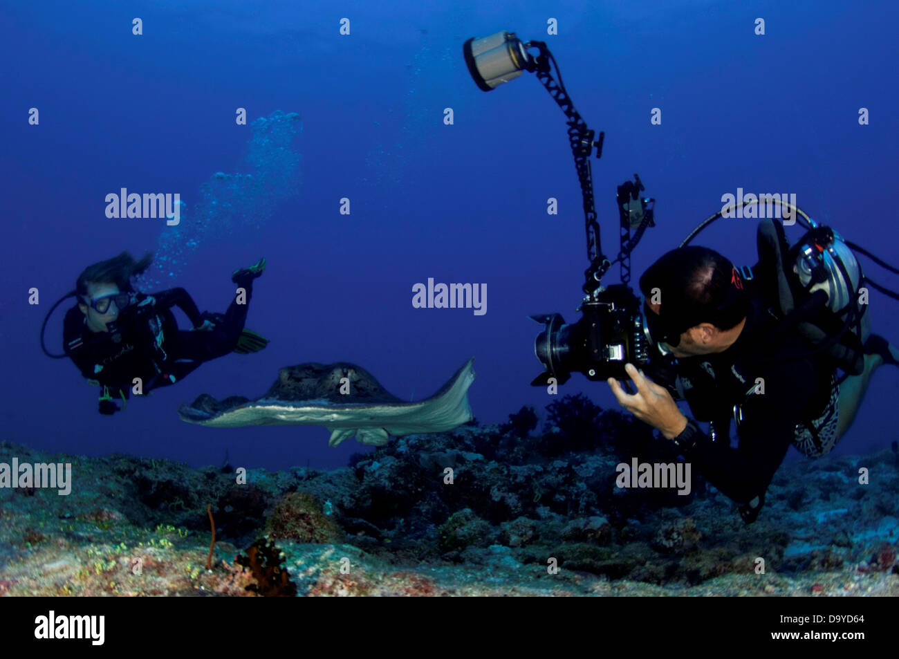 Scuba diver photographing model and Marble ray (Taeniura meyeni ...