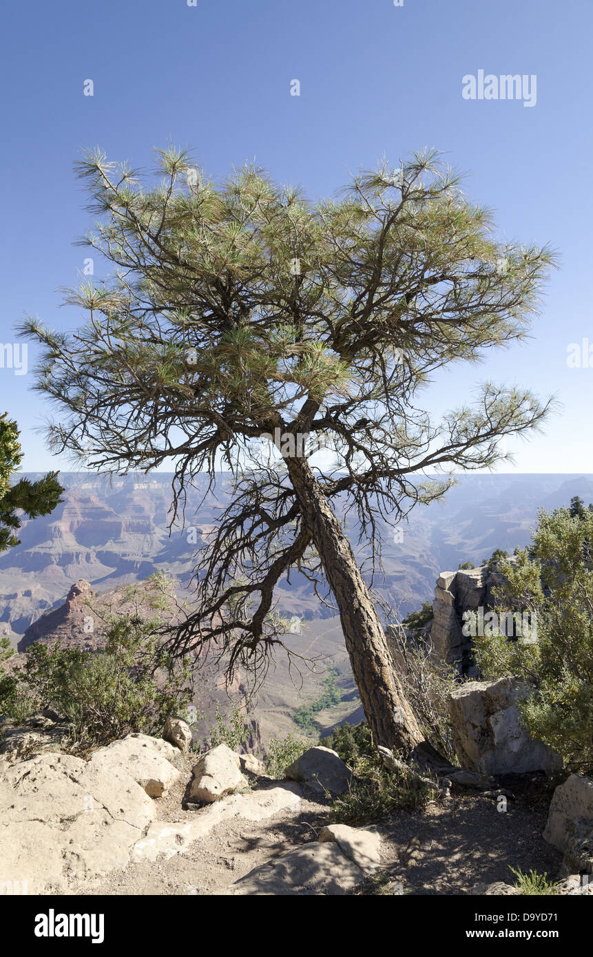 Pine tree on edge of the Grand Canyon Stock Photo - Alamy