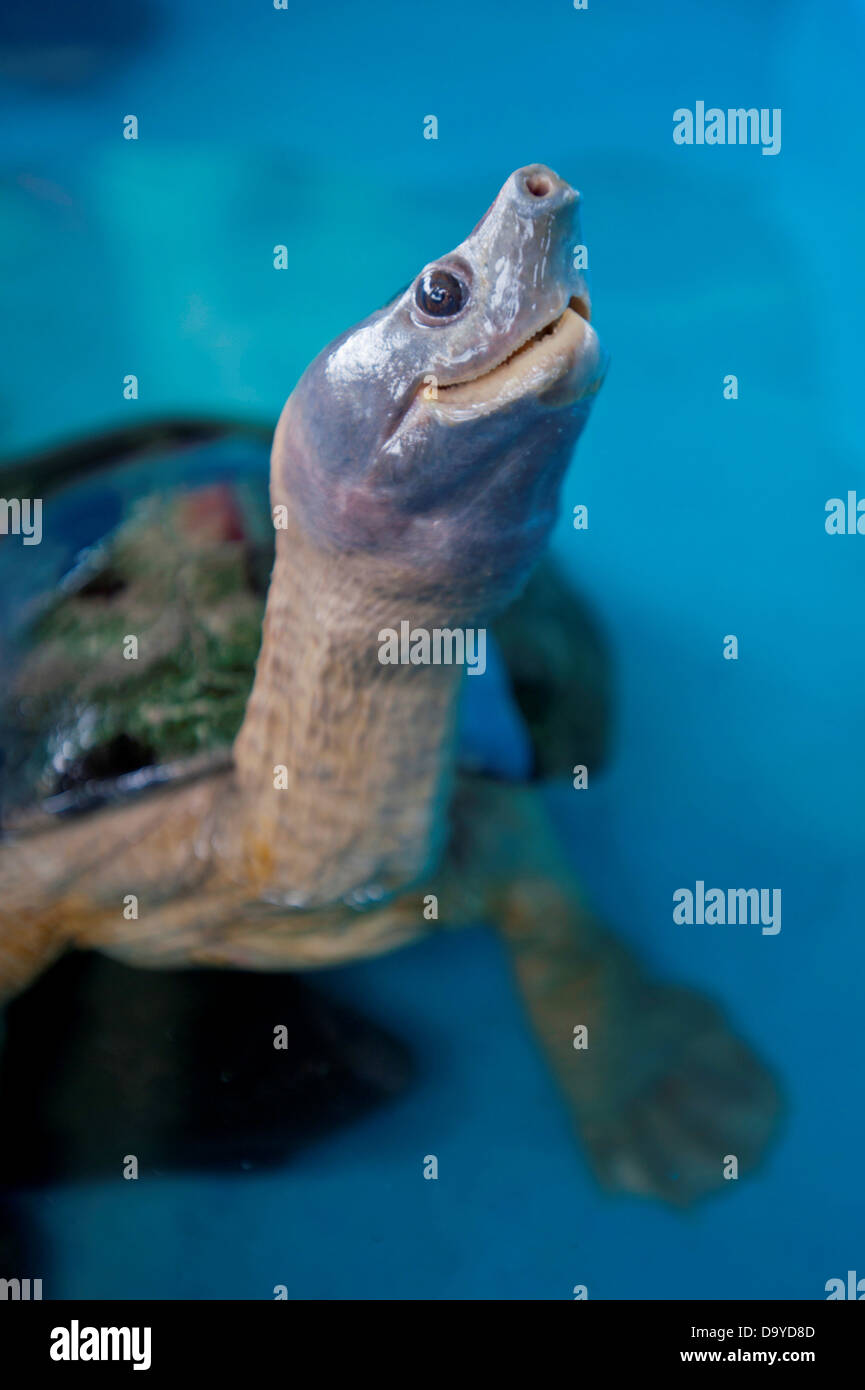 Male Painted terrapin (Batagur borneoensis) at turtle Rearing and ...