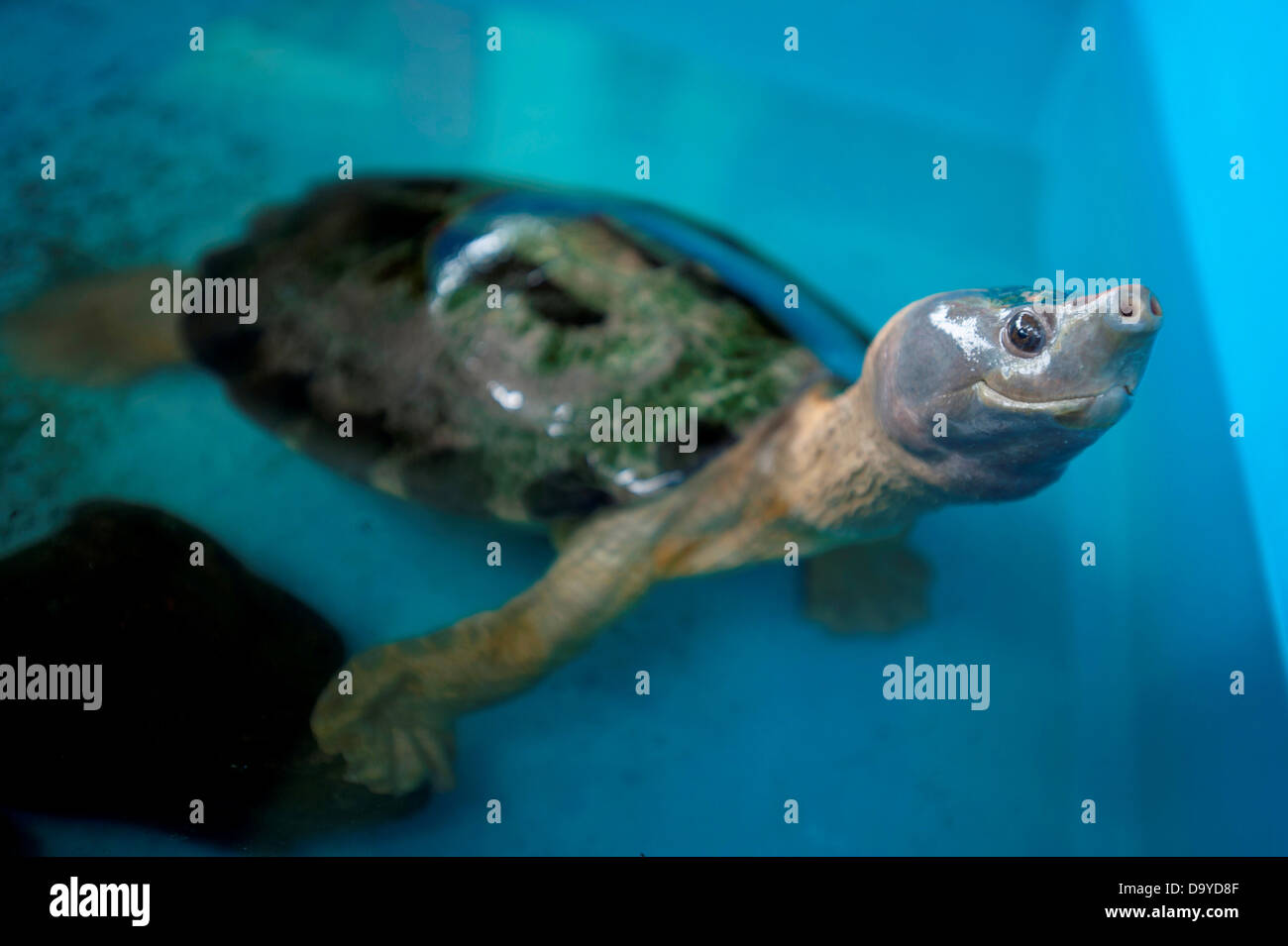 Male Painted terrapin (Batagur borneoensis) at turtle Rearing and ...
