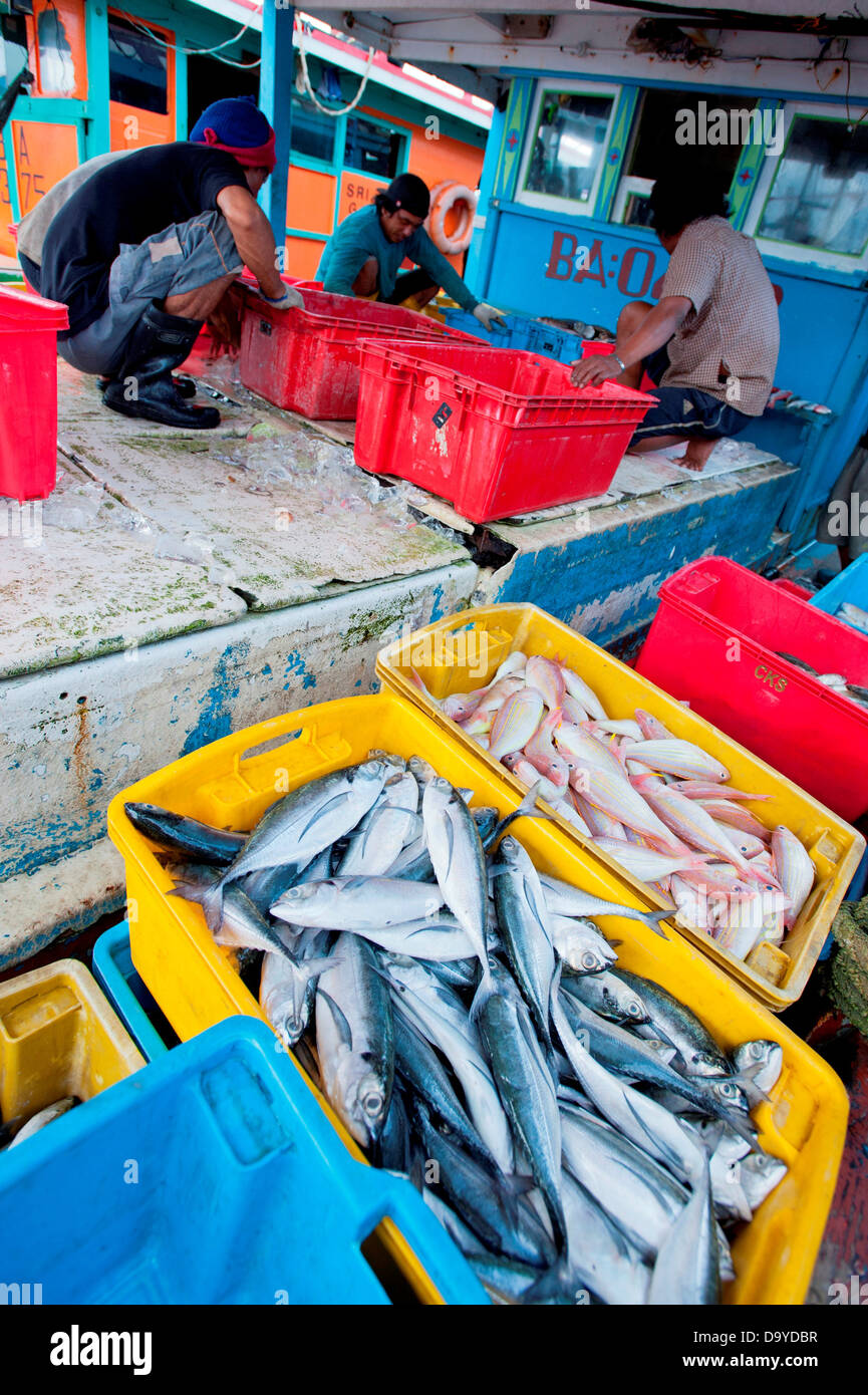 Containers holding tuna and golden line snapper with fishermen sorting ...