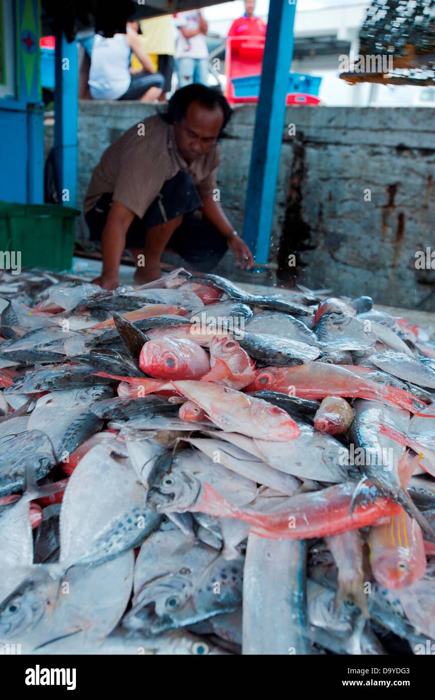 Fishermen sorting fish on their boat for sale at the fish market ...