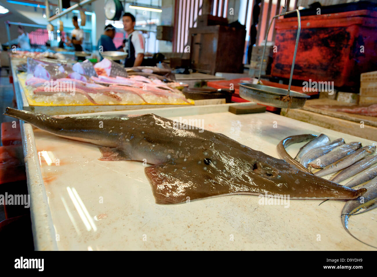 Giant guitarfish (Rhynchobatus djiddensis) for sale at a fish market ...