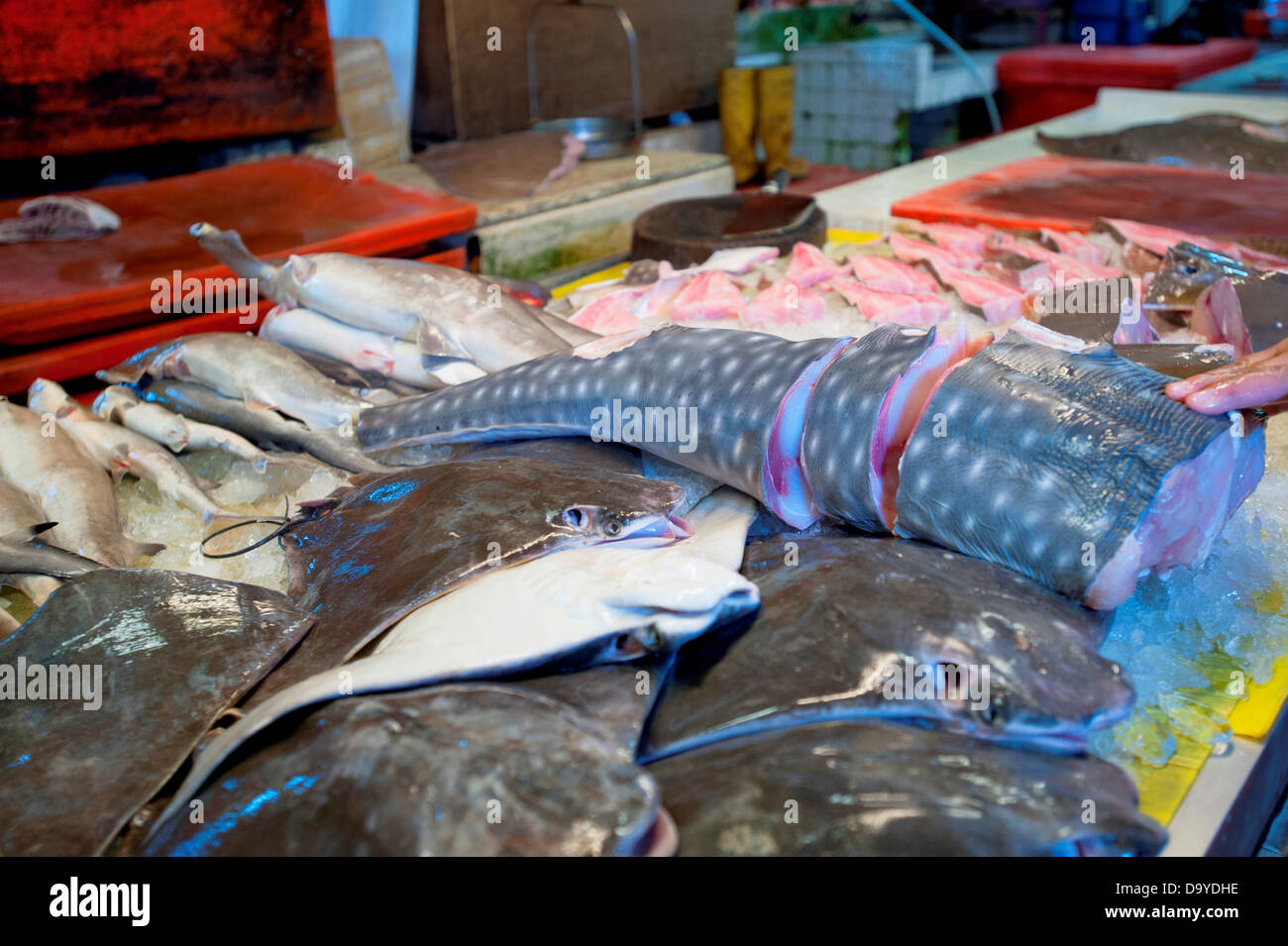 Butchered guitarfish in the fish market, Brunei Stock Photo - Alamy