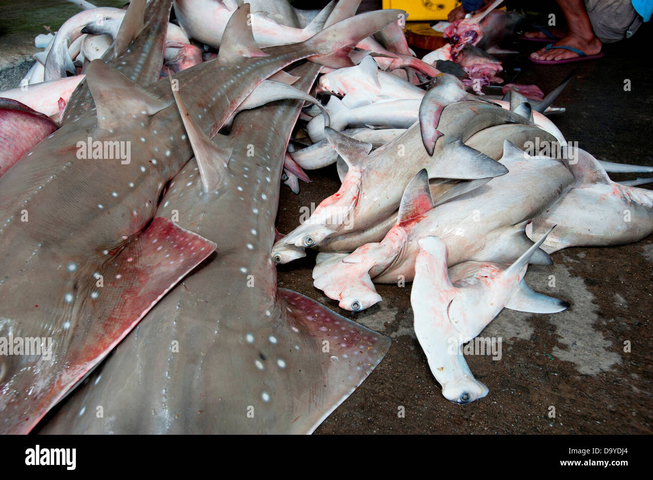 Finned sharks hi-res stock photography and images - Alamy