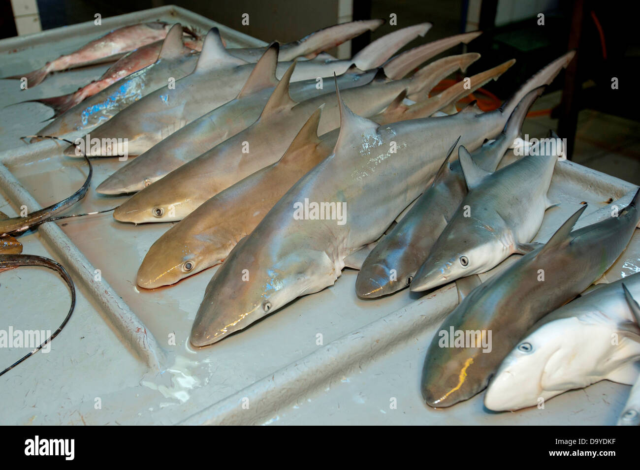Blackfin reef sharks with other fish for sale in fish market, Brunei ...