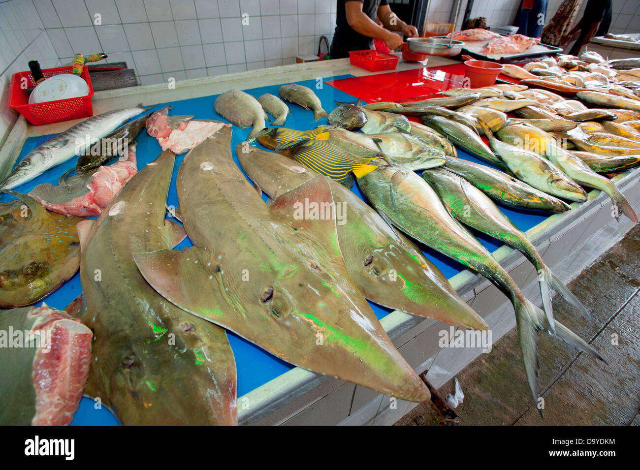 Giant Guitarfish with other species of fish for sale in a fish market ...