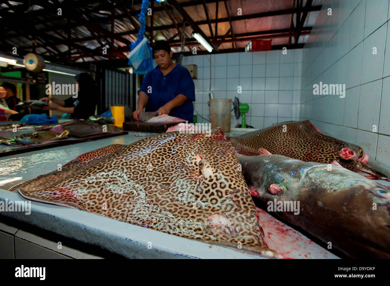 Leopard whipray hi-res stock photography and images - Alamy
