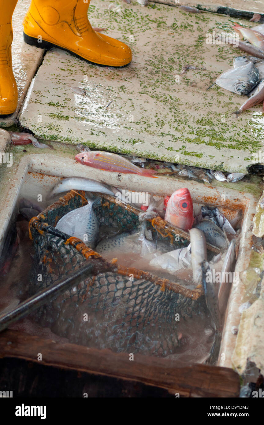 Fish being taken out of the hold hi-res stock photography and images ...