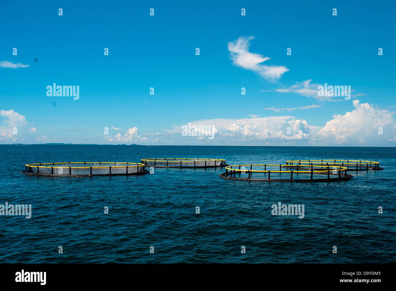 Floating nets in an Offshore cage culture where fish are bred for sale ...