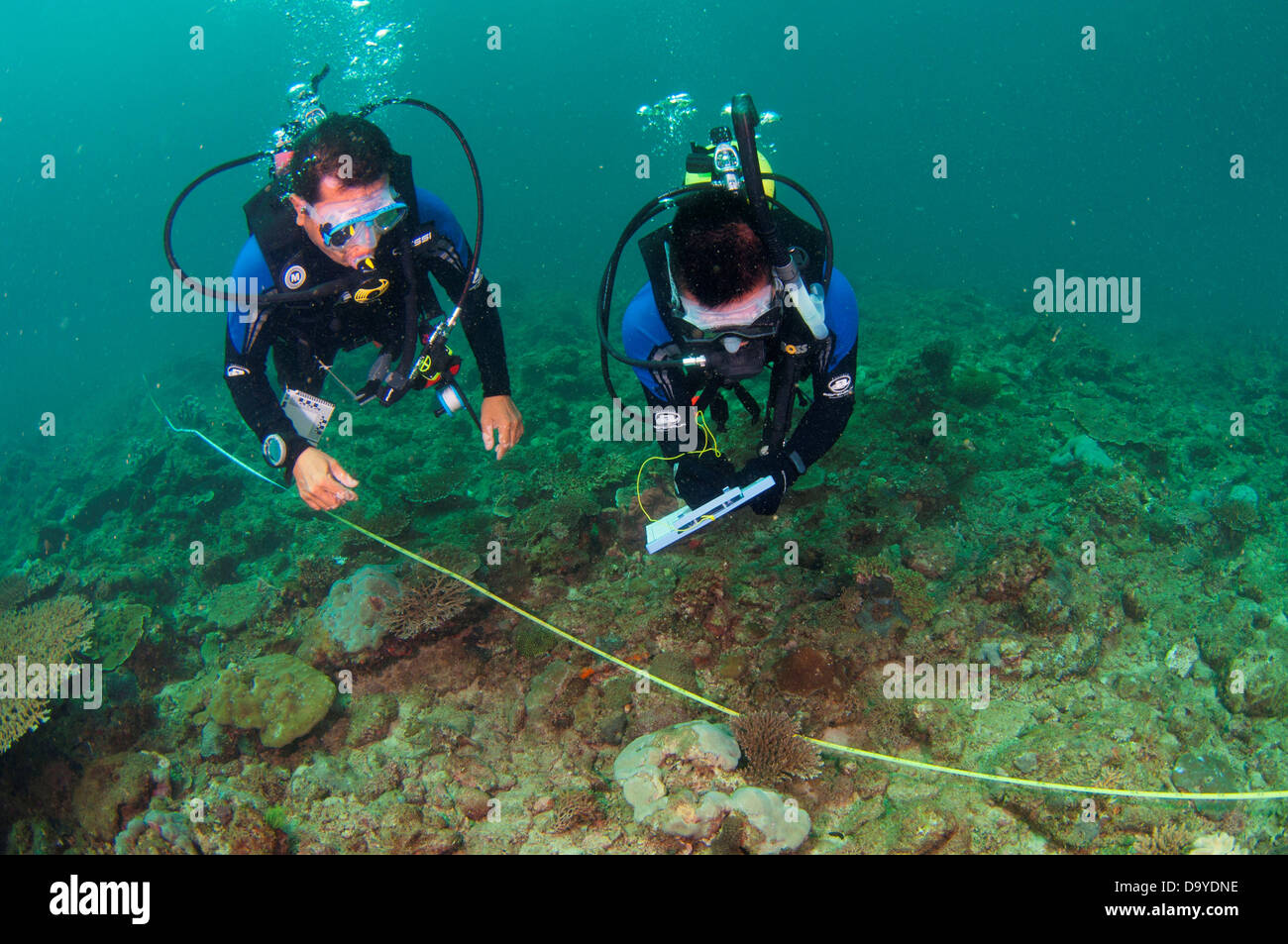 Fisheries conducting a reef management and biodiversity analysis ...