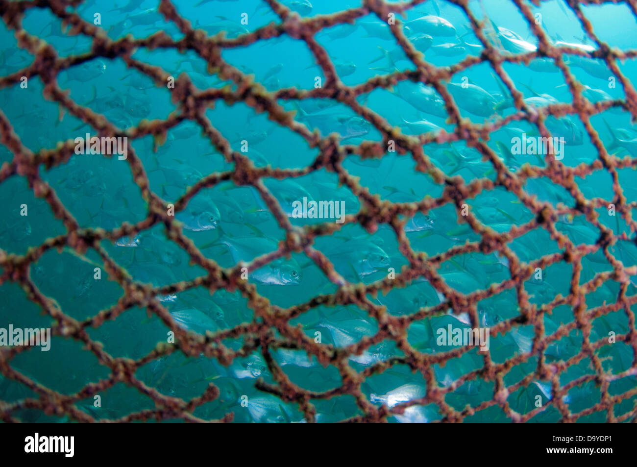 Offshore cage culture floating nets, this net holds Giant Trevally ...