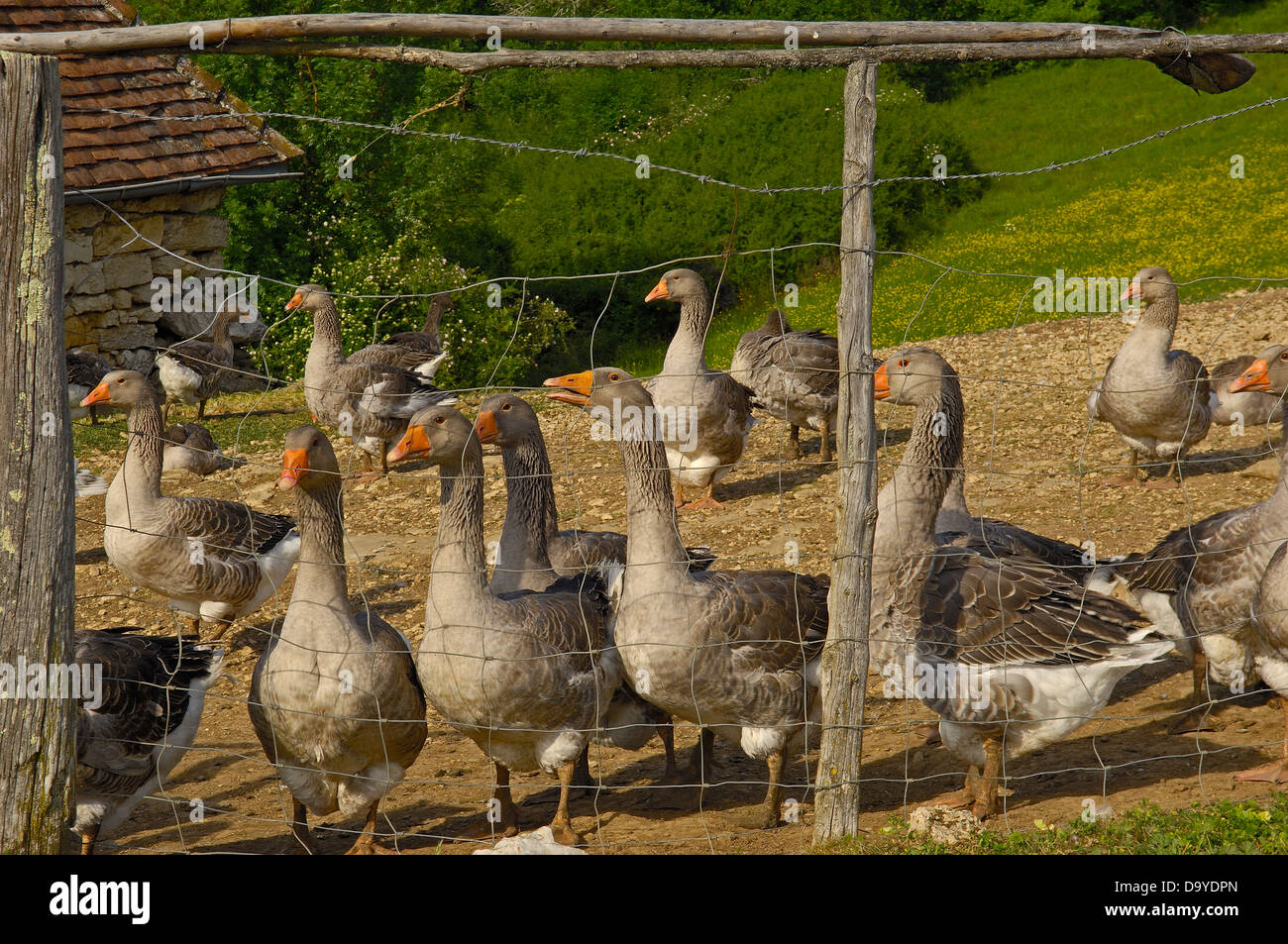 Belcastel, Farm Geese, France, Dordogne, Quercy, Perigord geese, Europe ...