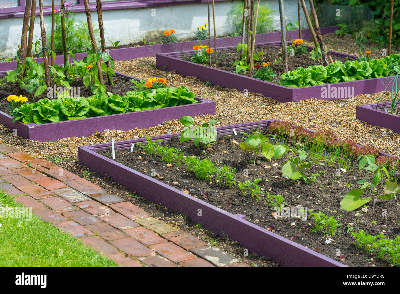Early summer garden with brightly painted raised beds with shingle path ...