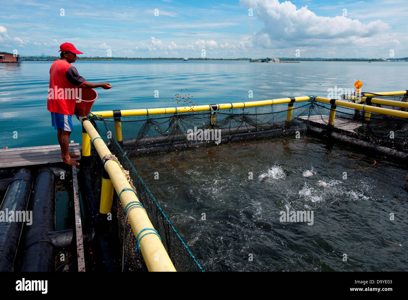 Person feeding fish at an offshore cage culture site Stock Photo - Alamy